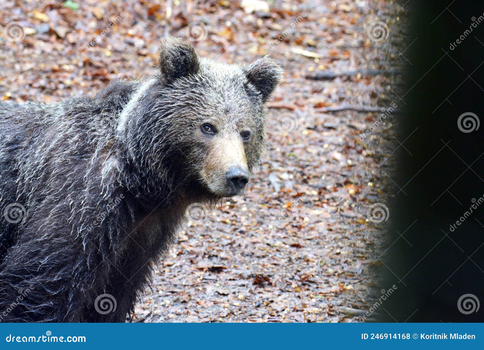 Sad Bear Behind Fence In Prison. Poor Brown Bear Living In Steel Cage ...