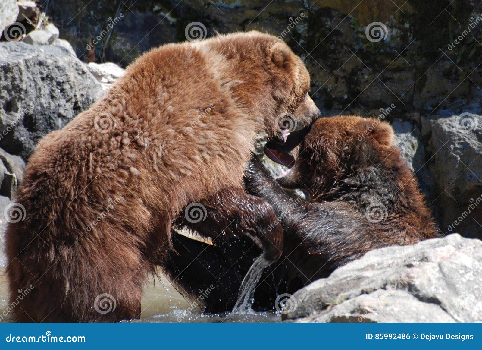 Brown Bear Biting at Another Brown Bear Stock Photo - Image of couple ...