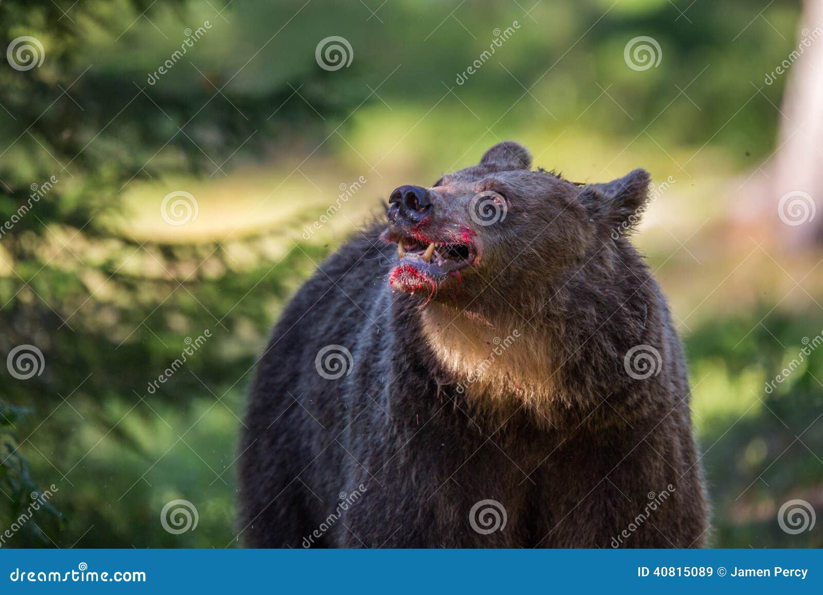 Brown Bear with Blood in Finland Forest Stock Image - Image of mammal ...