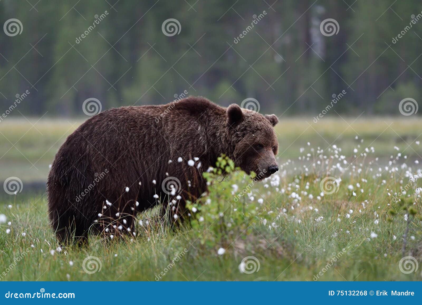 1,166 Bog Night Stock Photos - Free & Royalty-Free Stock Photos from ...