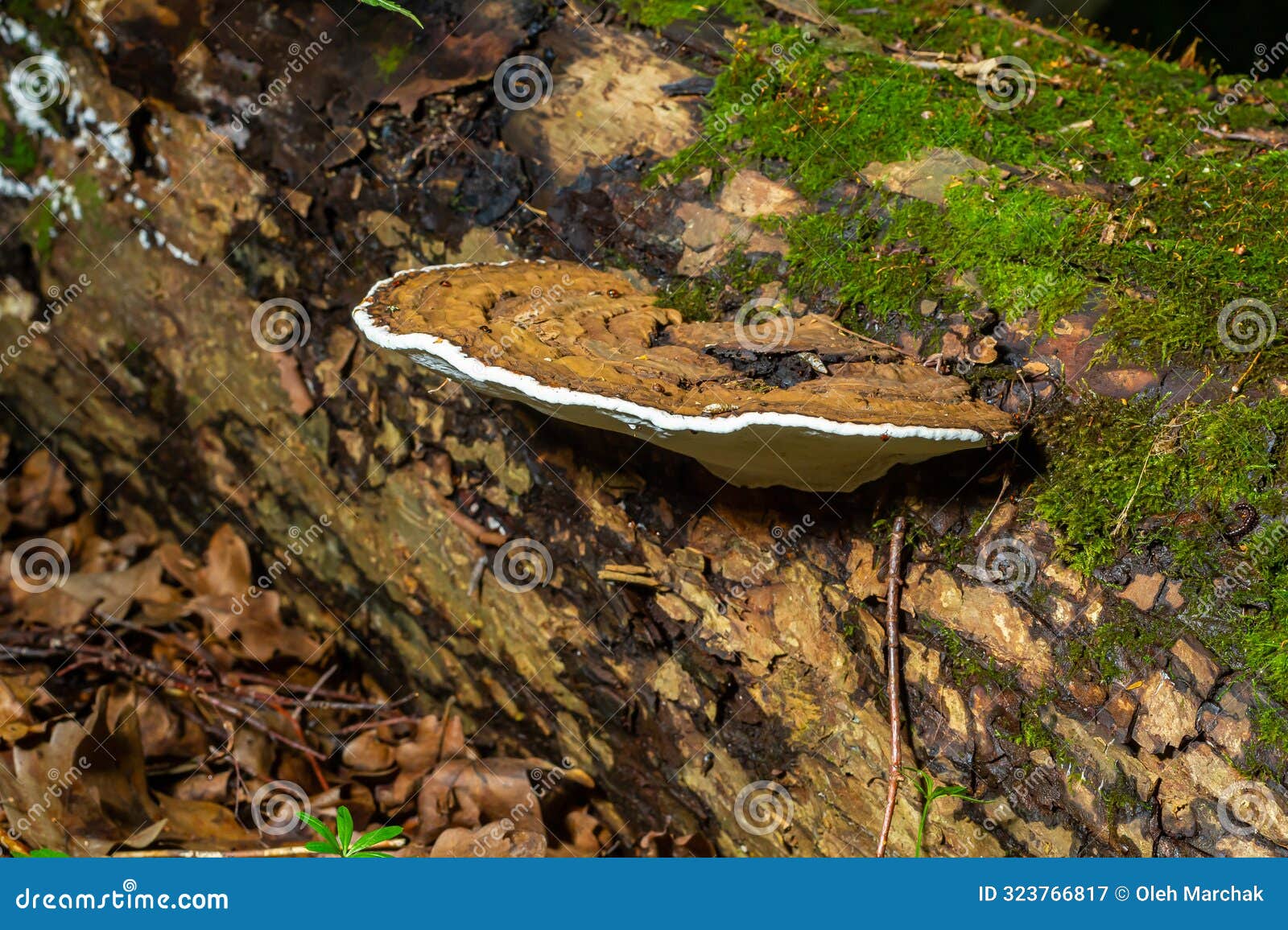 Brown Bear Bread Mushroom with White Borders and Green Moss in the ...