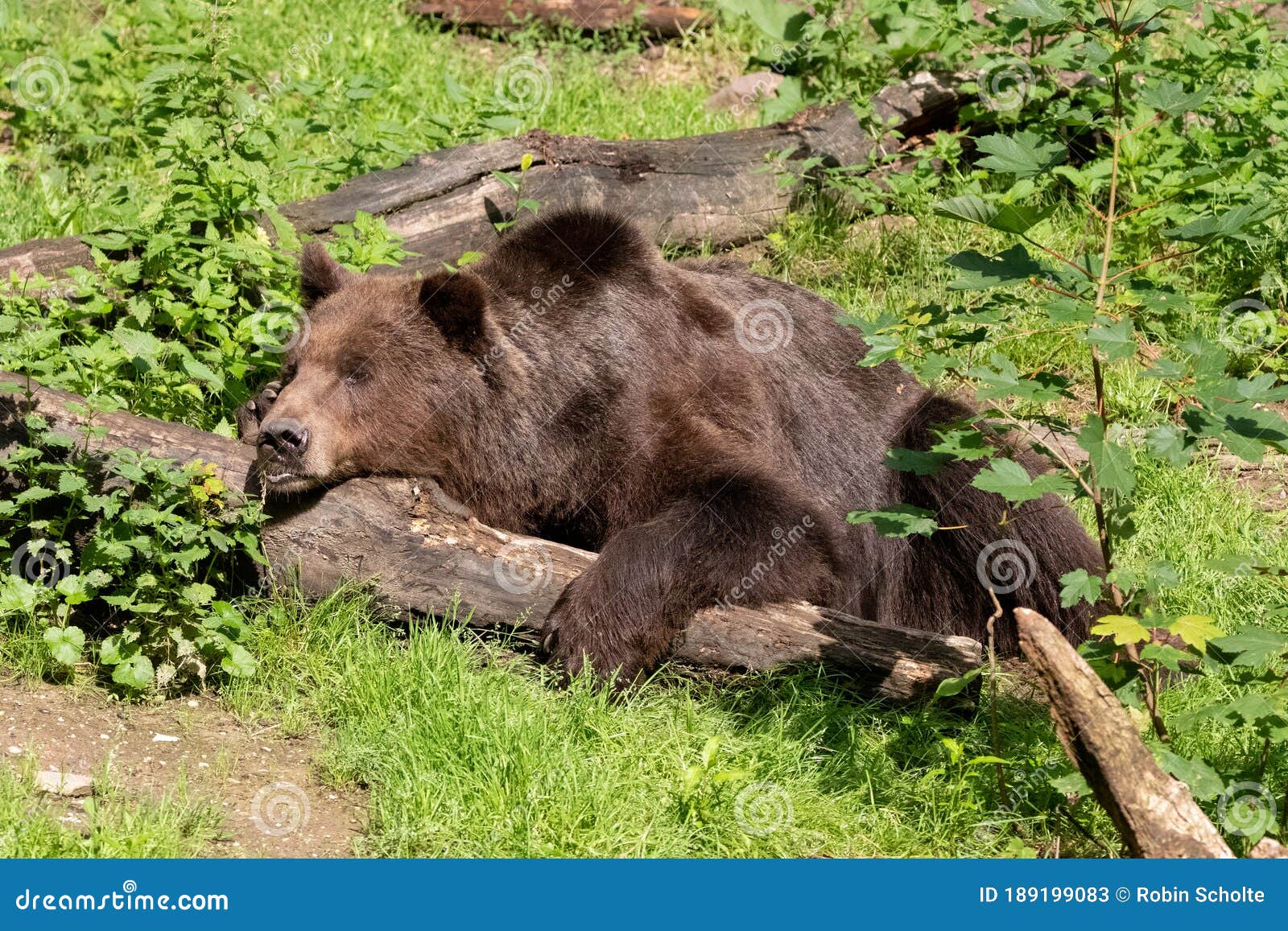 Brown bear stock image. Image of environment, fallen - 189199083