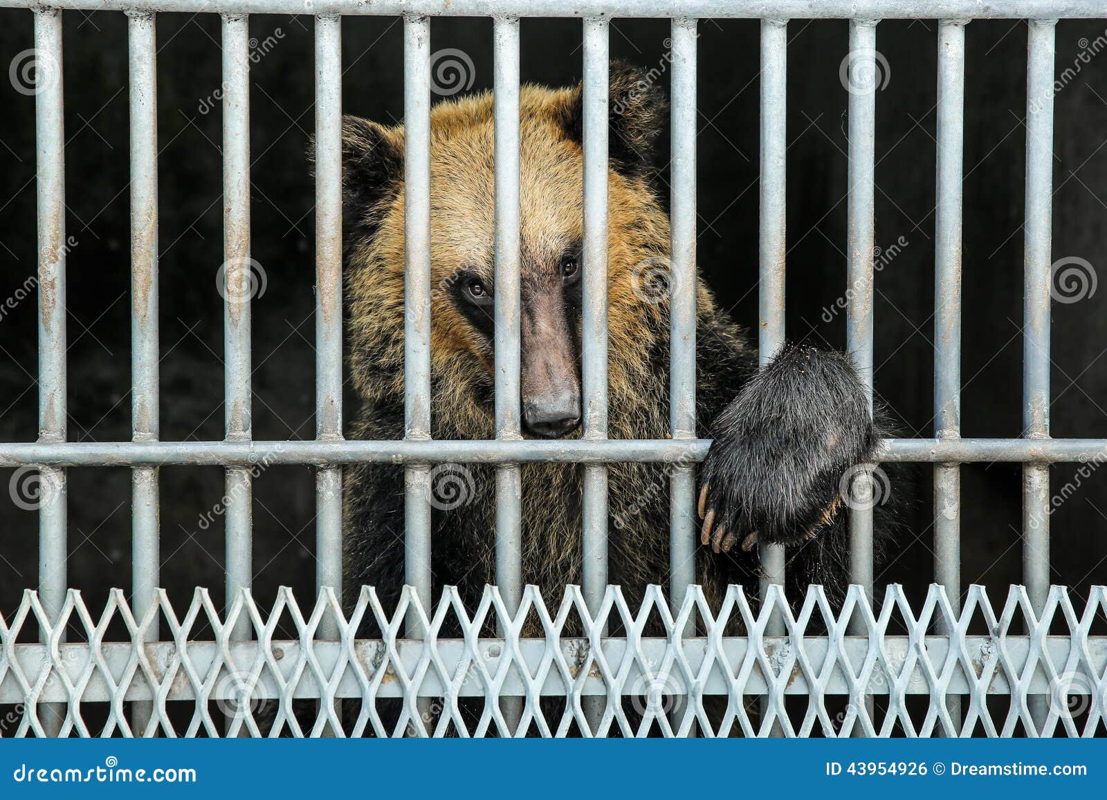 A Brown Bear in the cage stock photo. Image of hokkaido - 43954926