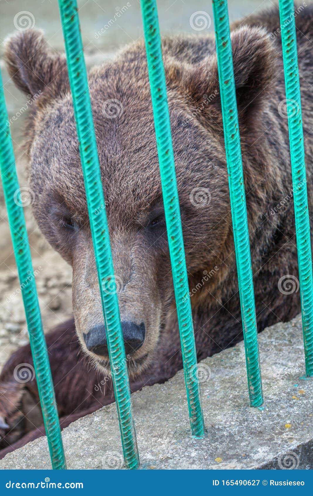 Brown bear in a cage stock image. Image of furry, face - 165490627