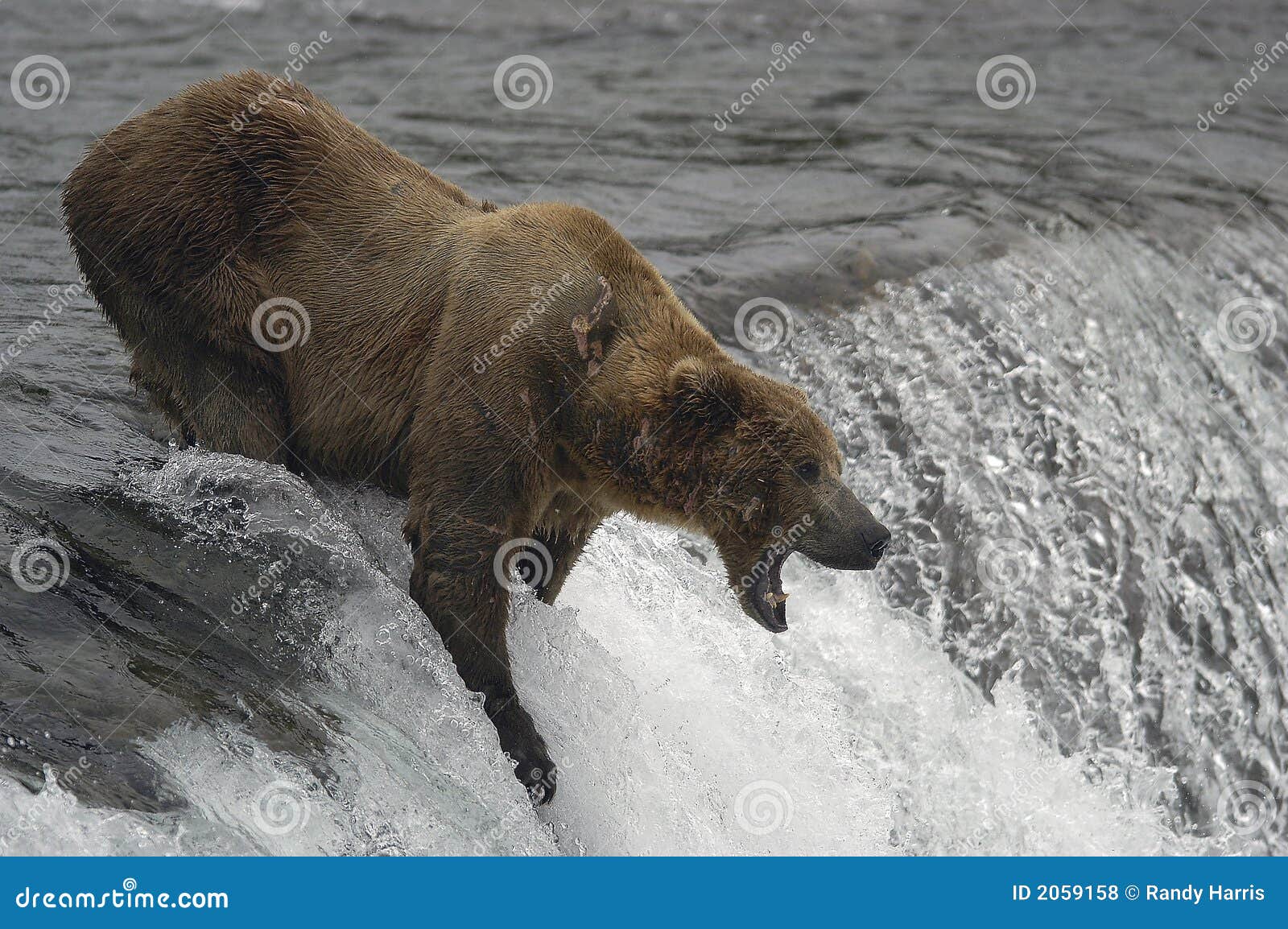 Brown bear catching fish stock photo. Image of adventure - 2059158