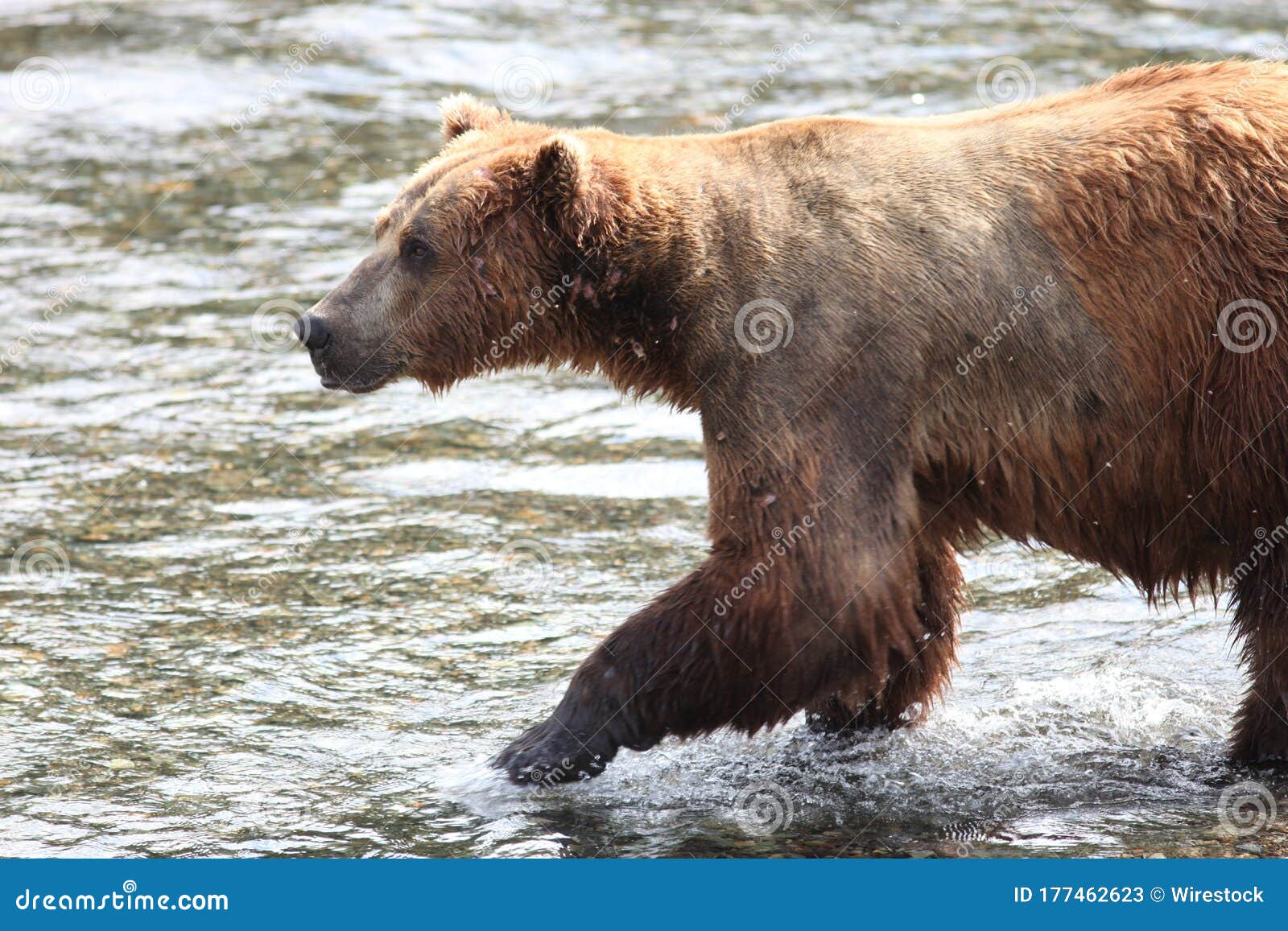 Brown Bear Catching a Fish in the River in Alaska Stock Image - Image ...