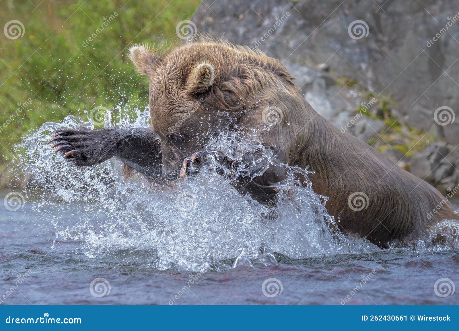 Brown Bear Catching Fish in a River in Katmai, Alaska Stock Image ...