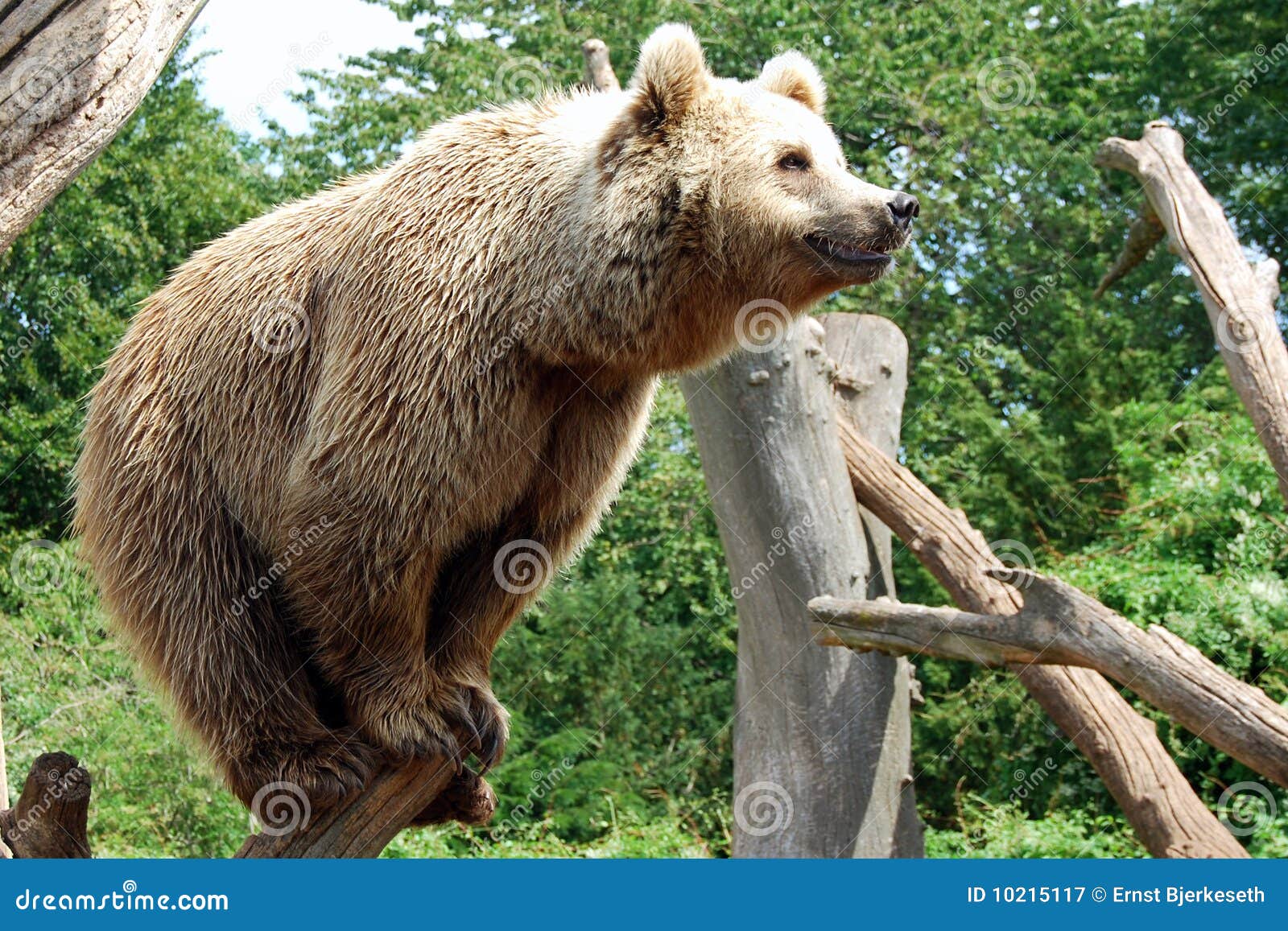 Brown-bear climbing a tree stock image. Image of animal - 10215117