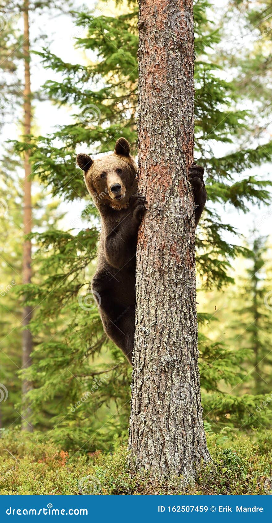 Brown Bear Climbing Tree Stock Photos - Download 880 Royalty Free Photos