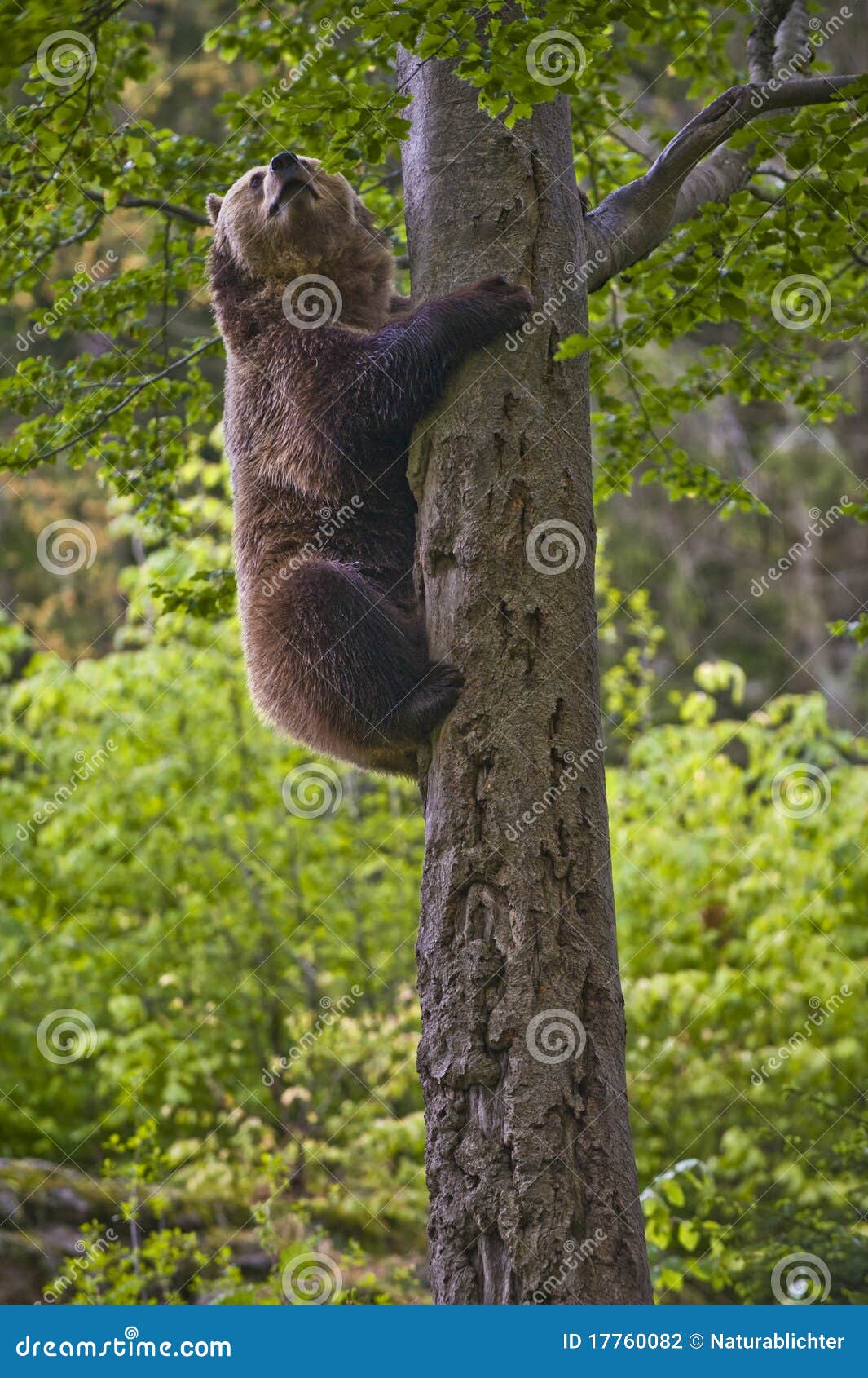 Brown Bear Climbing a Tree stock photo. Image of outdoors - 17760082