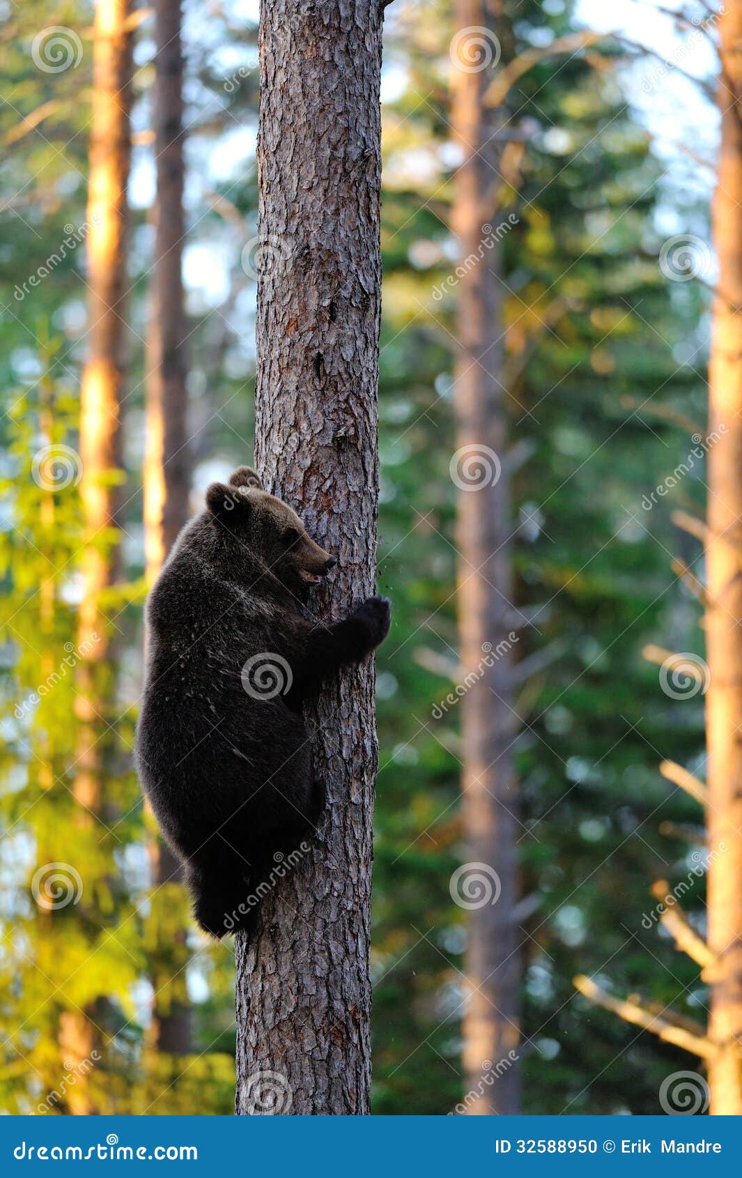 Brown bear climbing stock photo. Image of wild, ursus - 32588950
