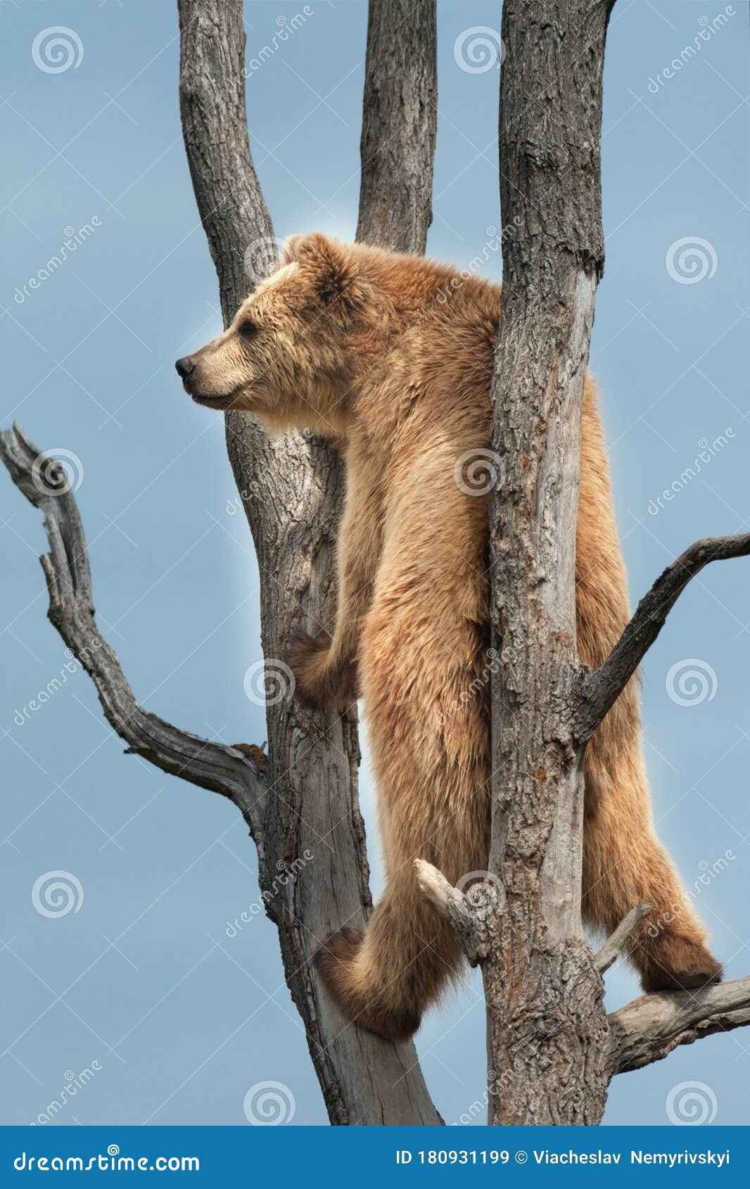 Brown Bear Climbing in Tree Stock Image - Image of coat, danger: 180931199