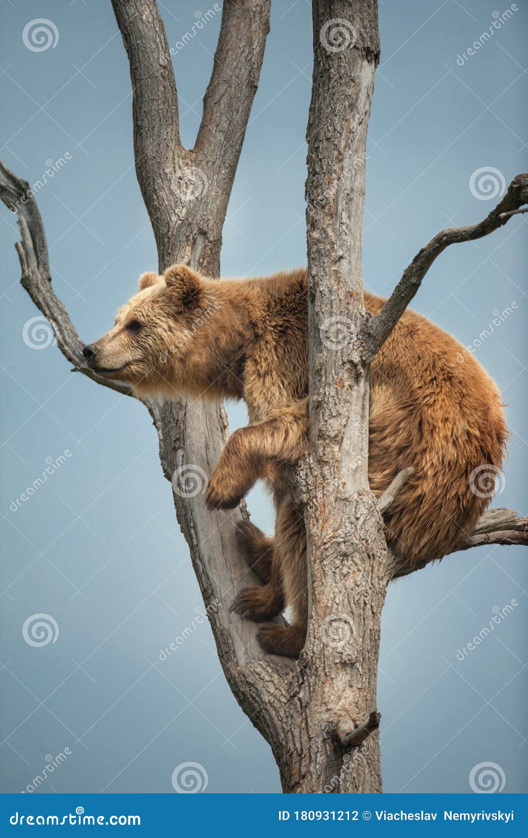 Brown Bear Climbing in Tree Stock Photo - Image of coat, young: 180931212