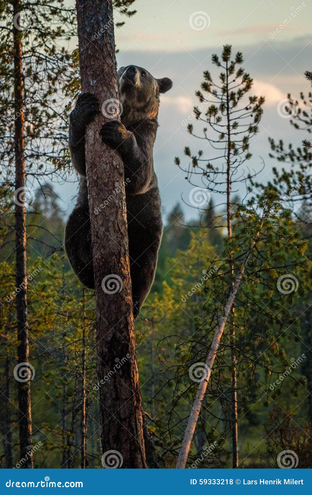 Brown bear climbing stock photo. Image of brown, tree - 59333218