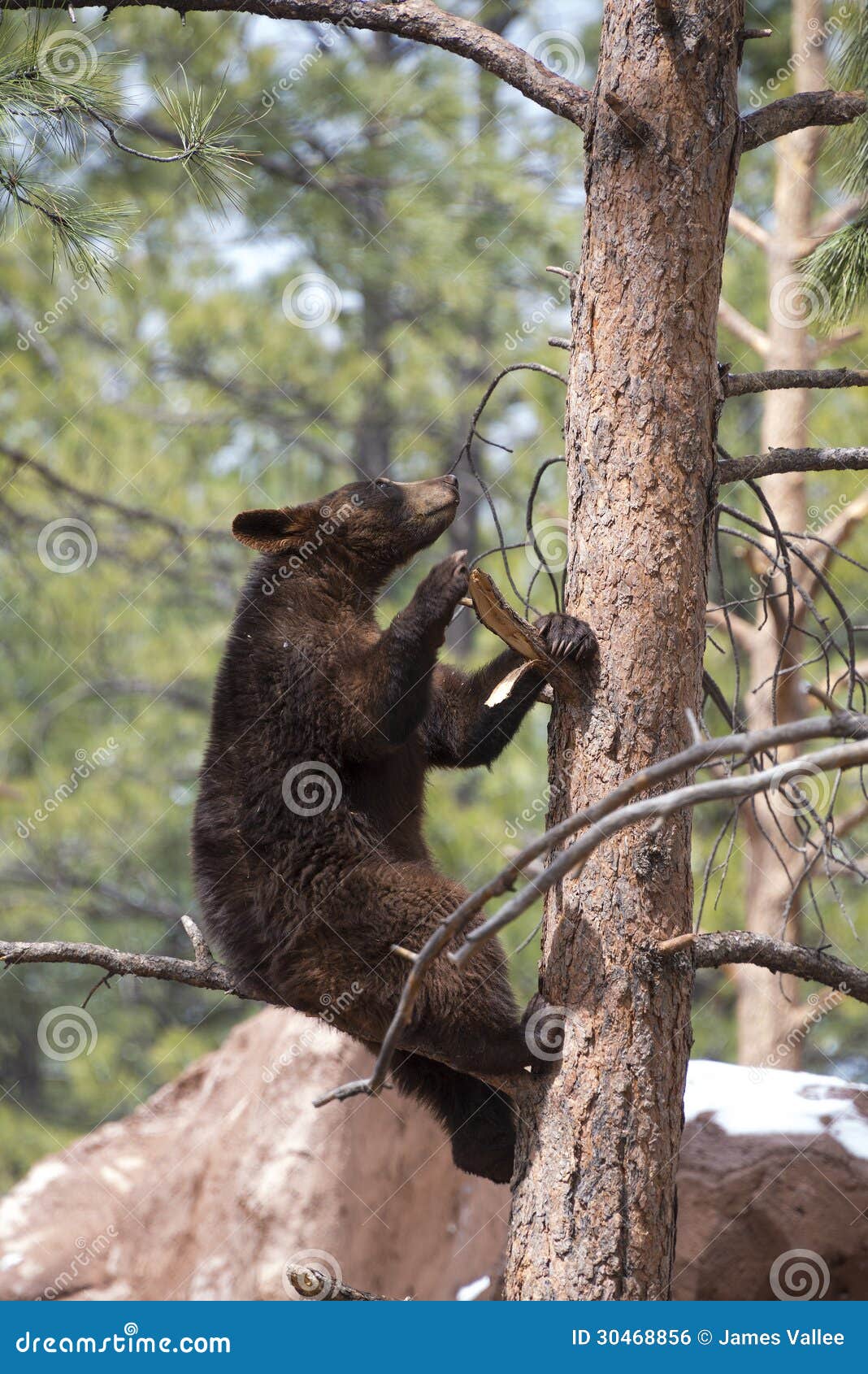 Brown Bear Climbing a Tree stock photo. Image of climbing - 30468856