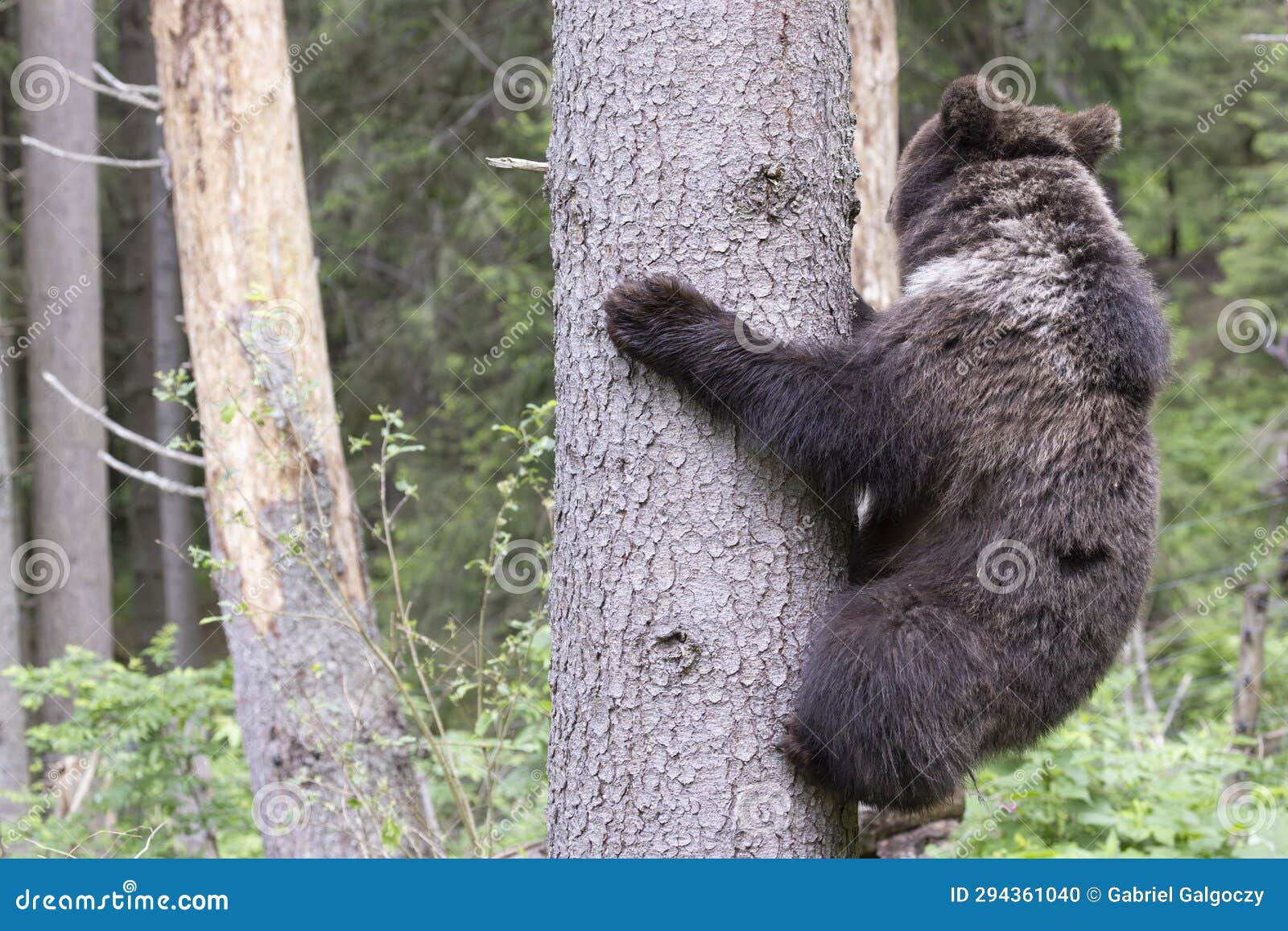 Brown Bear Climbing Tree in Summer Forest Stock Photo - Image of brown ...