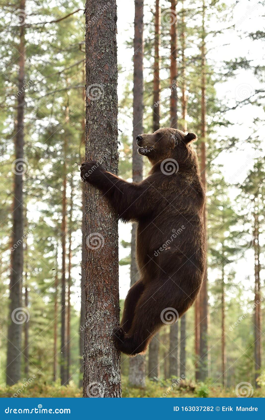 Brown Bear Climbing on a Tree Stock Photo - Image of fauna, finland ...