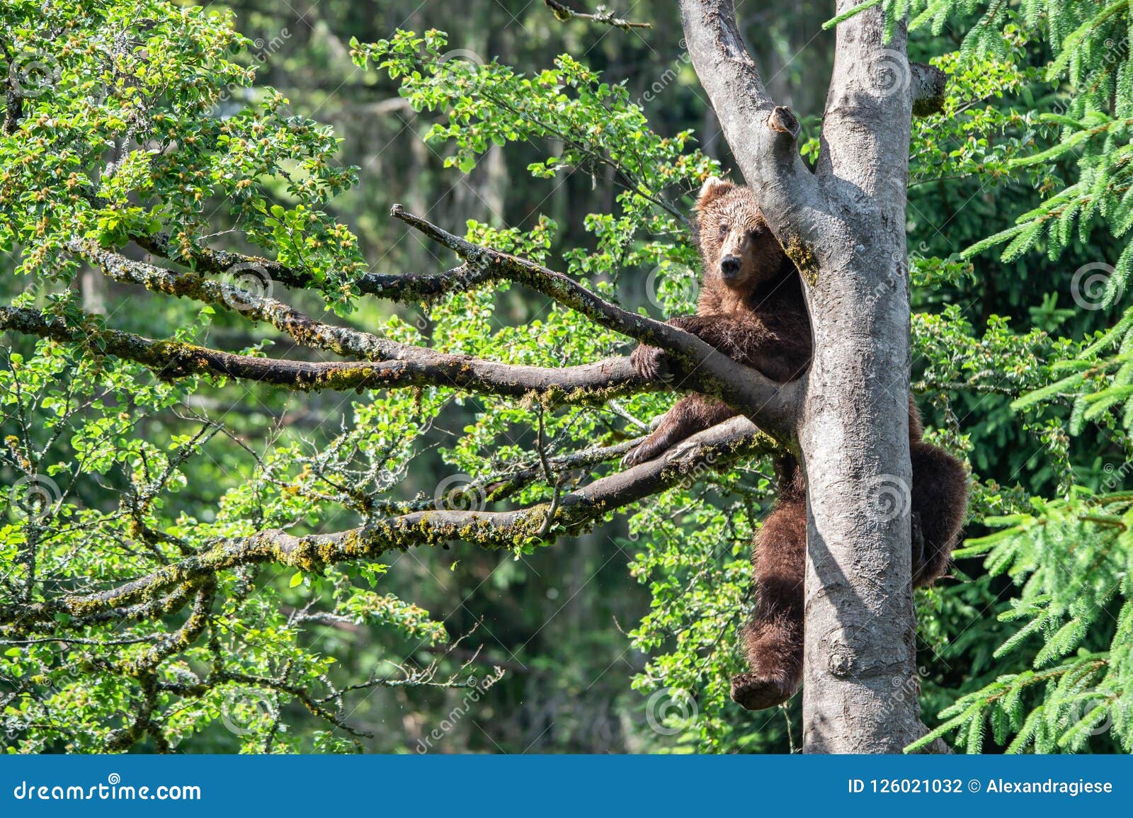 Brown Bear Climbing Up a Tree Stock Photo - Image of furry, bavarian ...