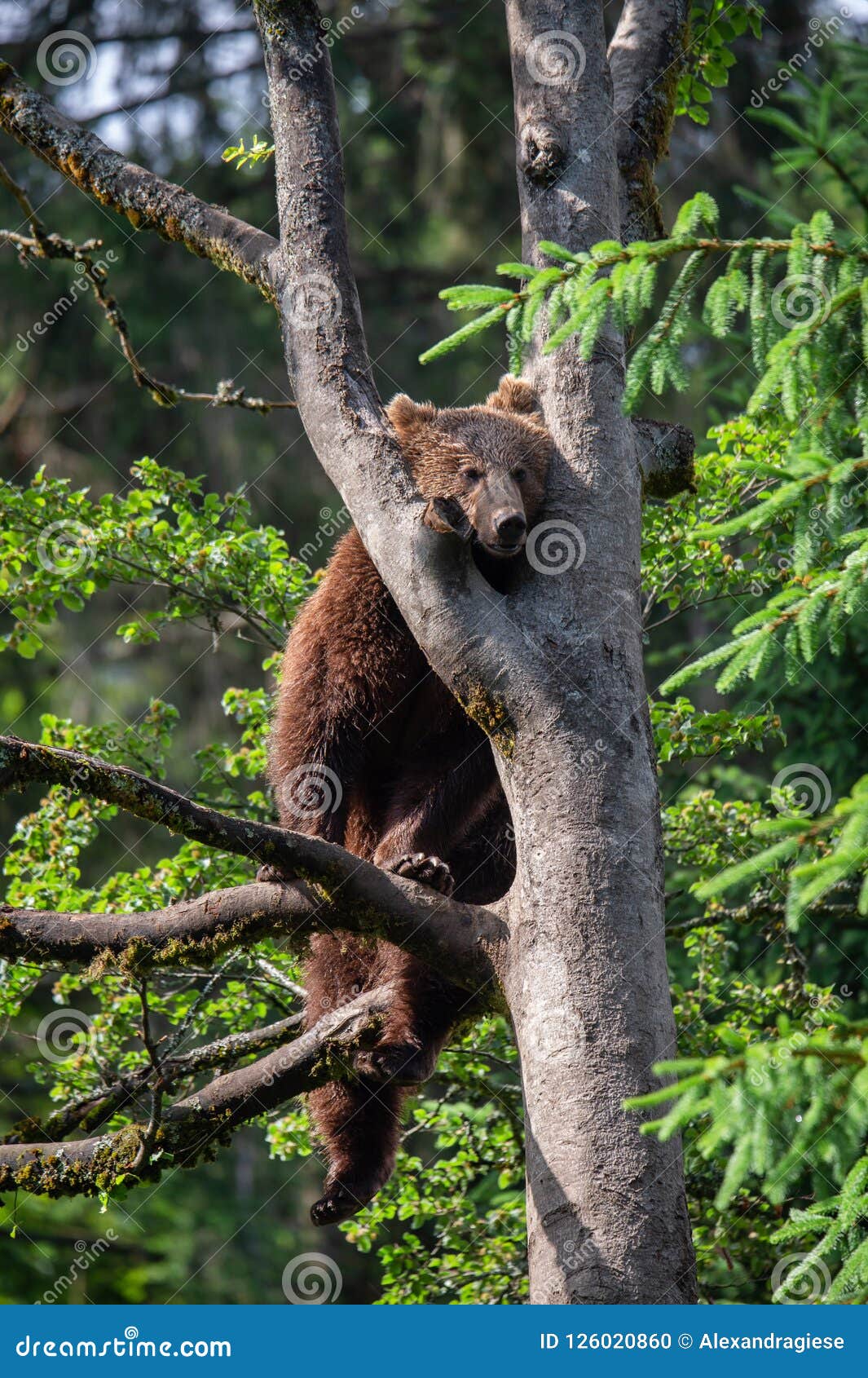 Brown Bear Climbing Up a Tree Stock Photo - Image of deciduous ...
