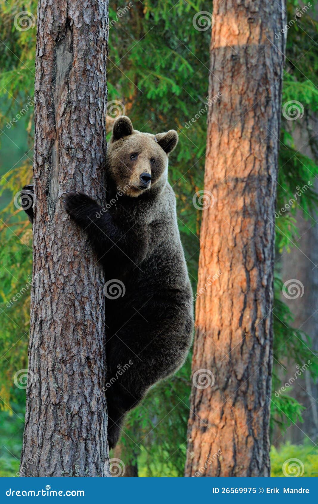 Brown Bear Climbs Tree Royalty Free Stock Photo - Image: 26569975