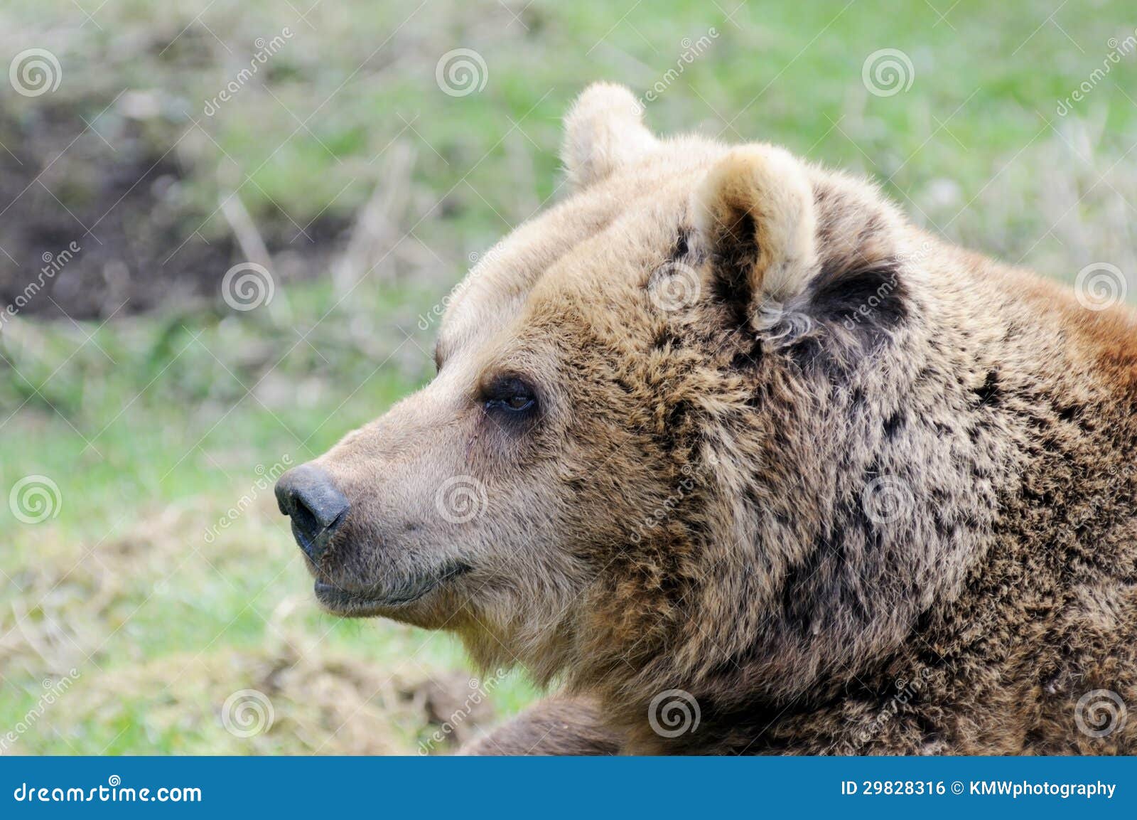 Brown bear profile stock photo. Image of wildlife, wilderness - 29828316