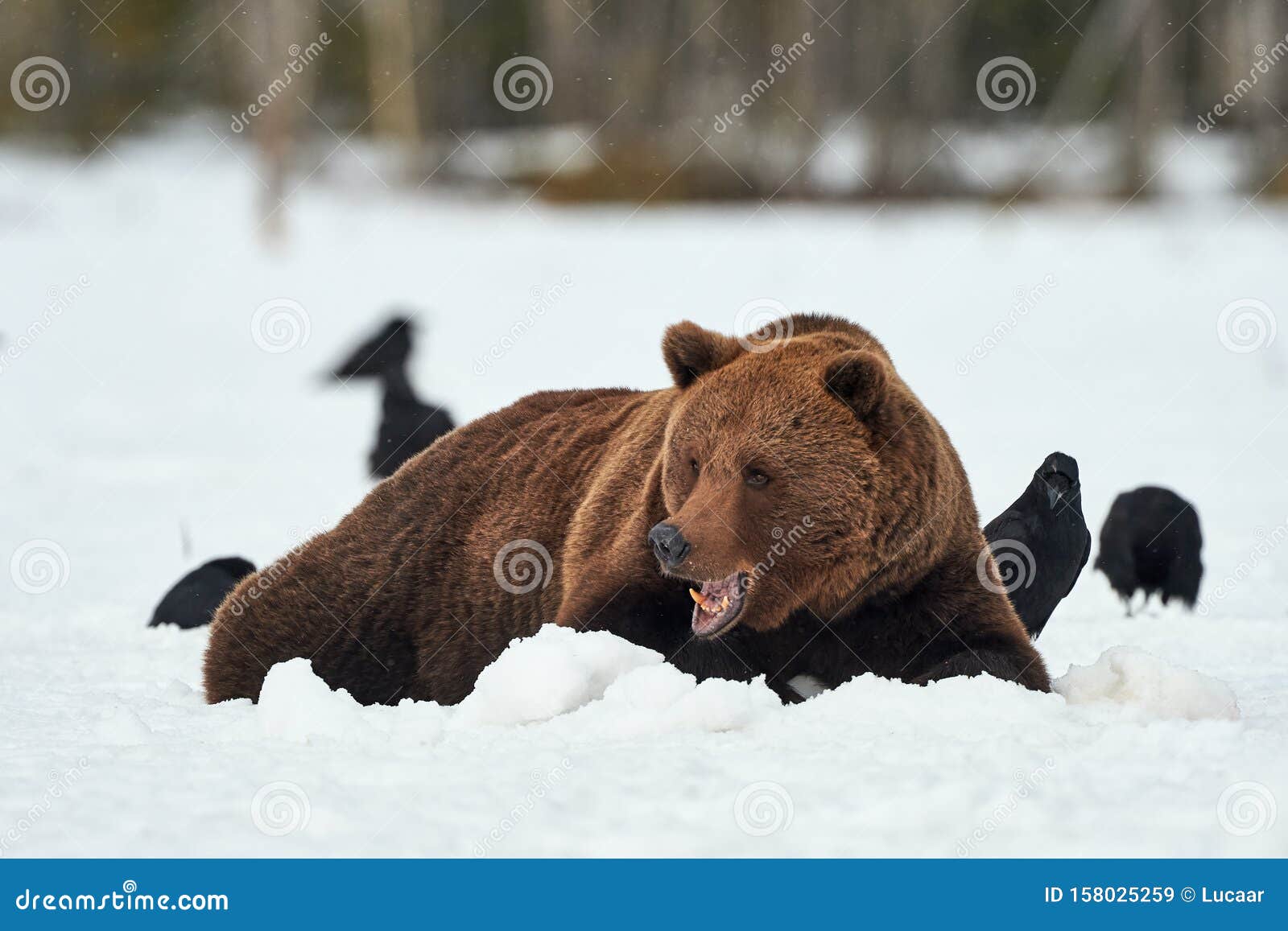 Brown bear among the crows stock image. Image of russia - 158025259