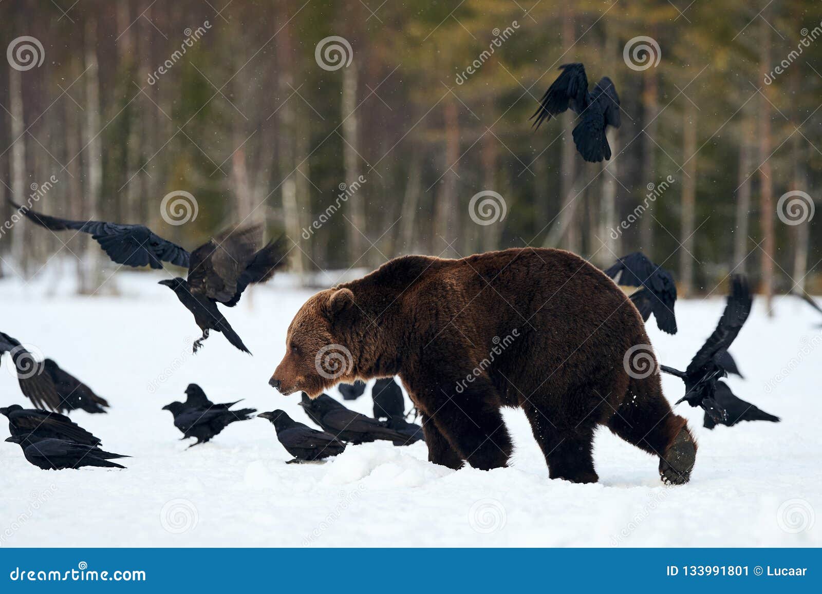Brown bear among the crows stock image. Image of look - 133991801