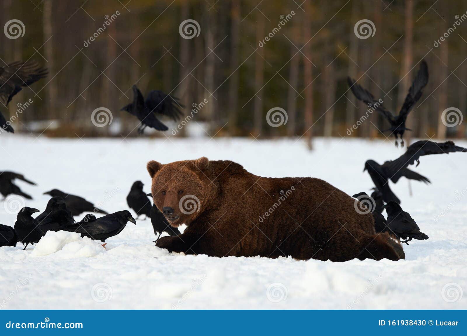 Brown bear among the crows stock photo. Image of grizzly - 161938430