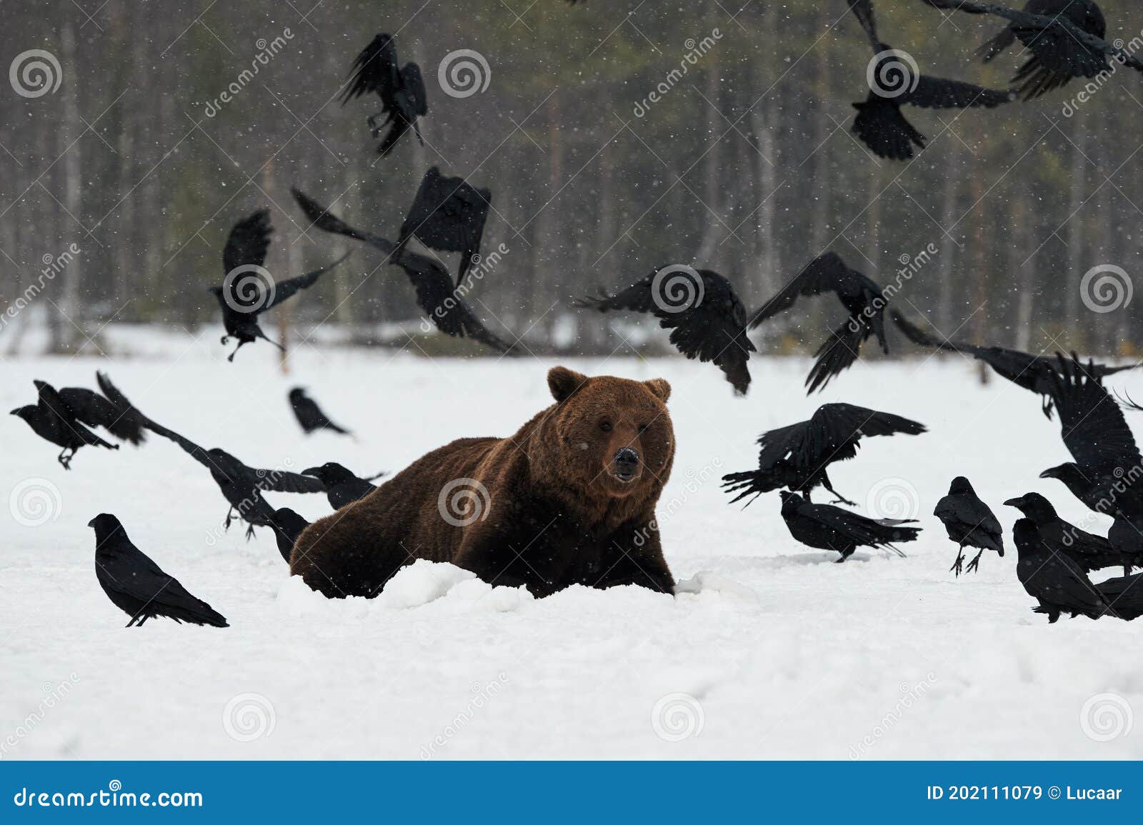 Brown bear among the crows stock image. Image of russia - 202111079