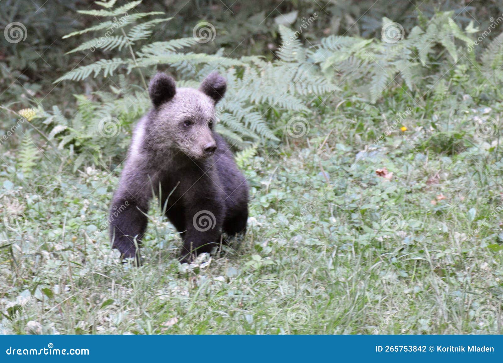 Brown Bear Cub is Alone in the Woods Stock Photo - Image of wild ...