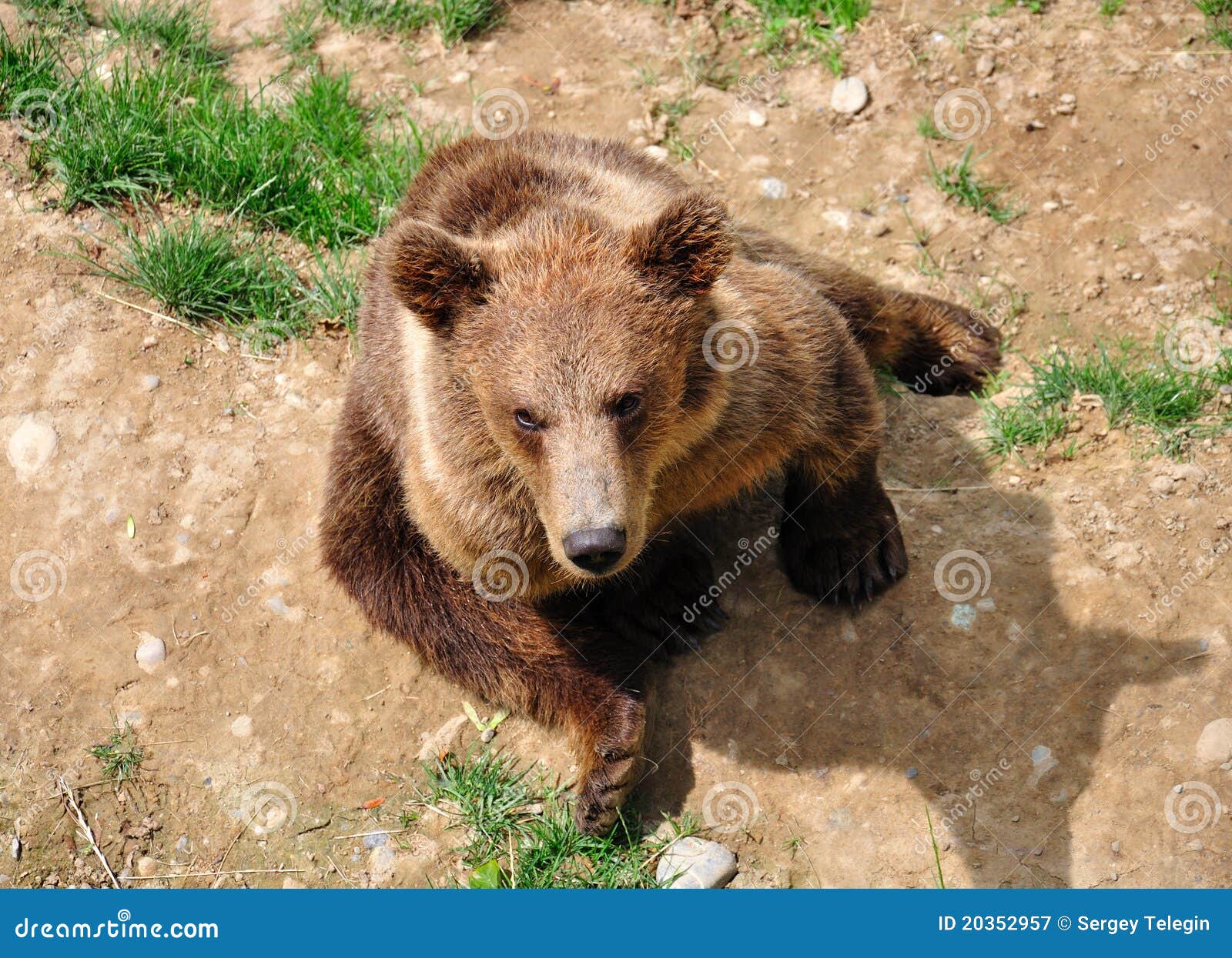 Brown Bear Cub in Bear Park, Bern, Switzerland Stock Image - Image of ...