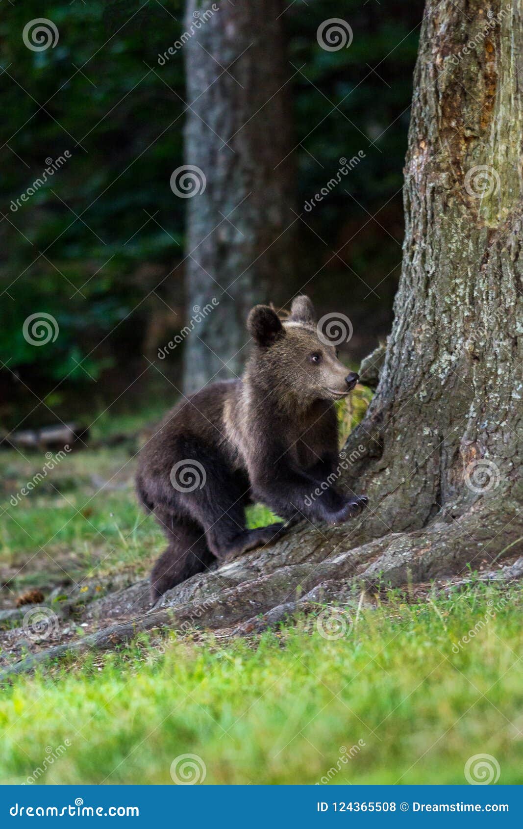 Brown bear cub stock photo. Image of siblings, finland - 124365508
