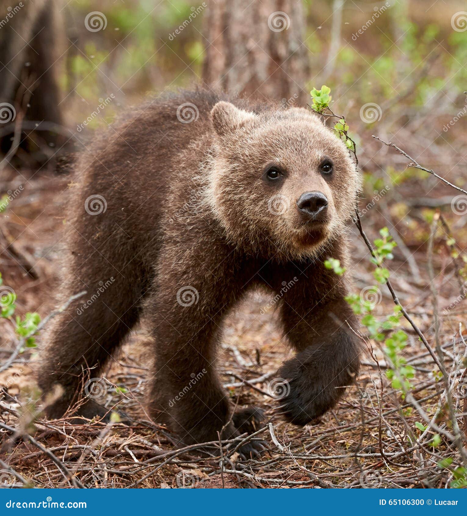 Brown bear cub stock photo. Image of adorable, bear, finland - 65106300