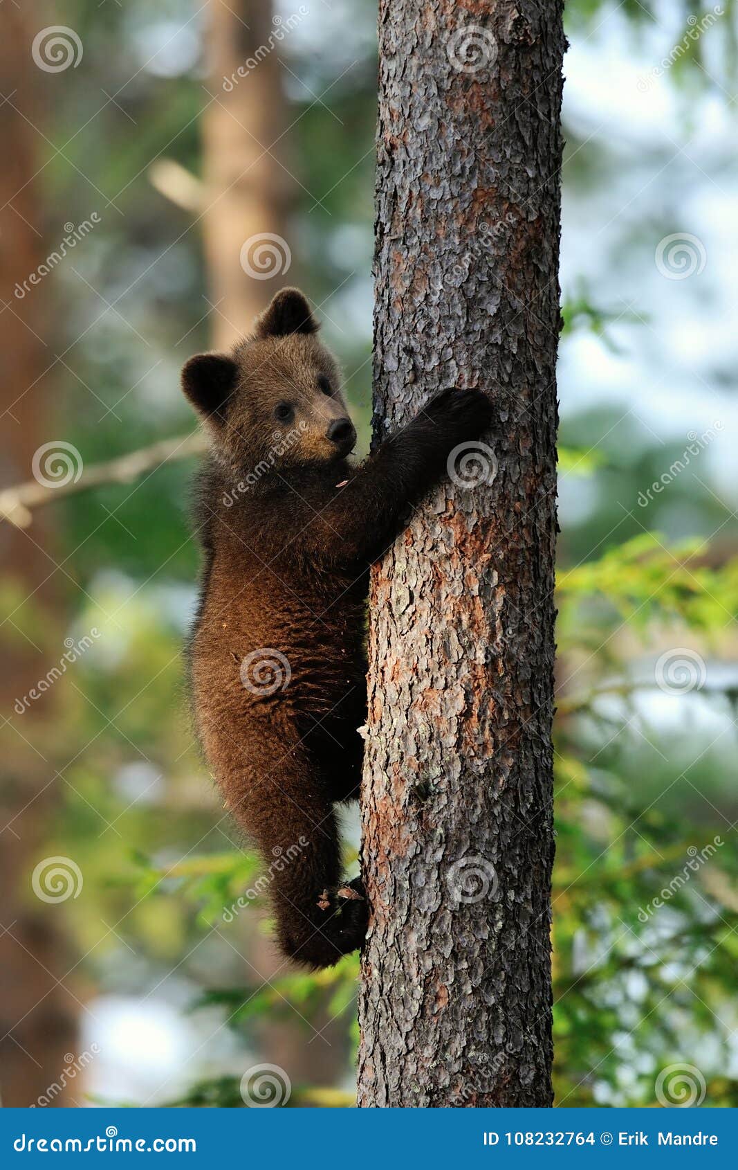 Brown Bear Cub Hugging a Tree. Brown Bear Cub on a Tree Stock Photo ...
