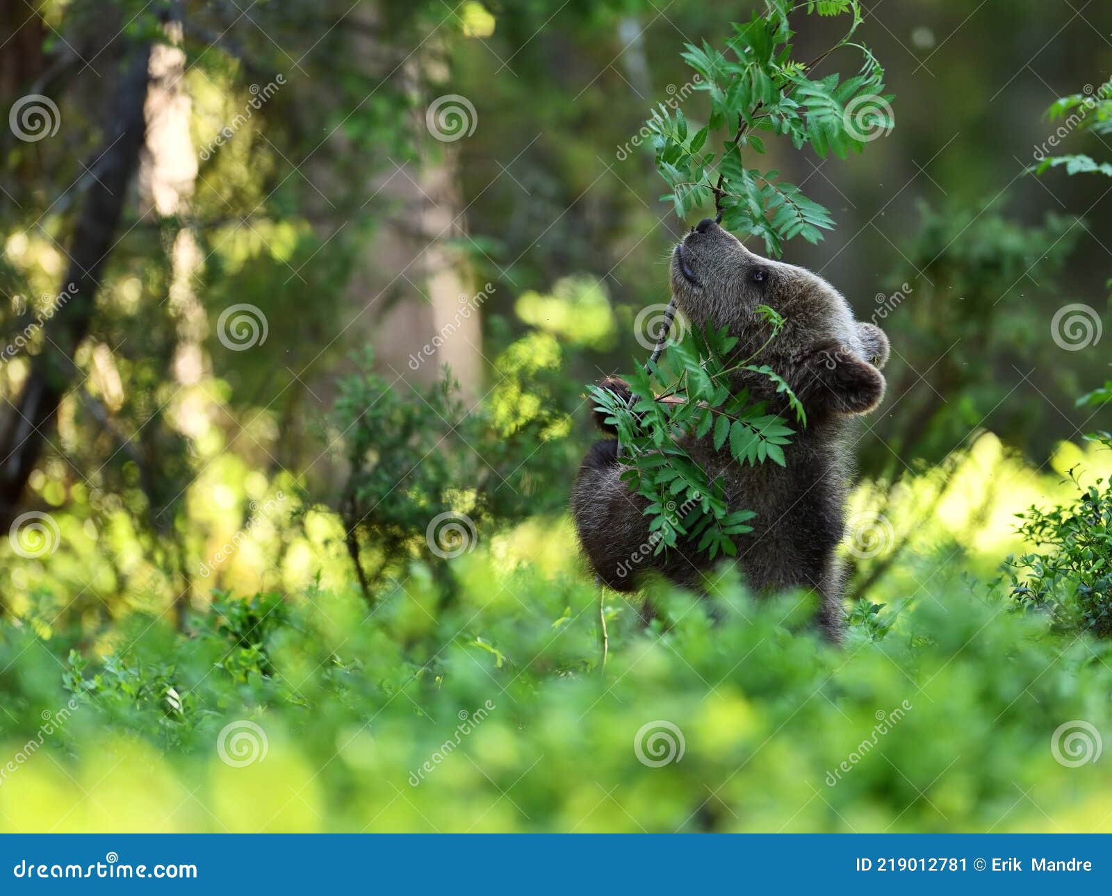 Bear Cub Hugging a Tree in the Forest at Summer. Save the Forest Stock ...
