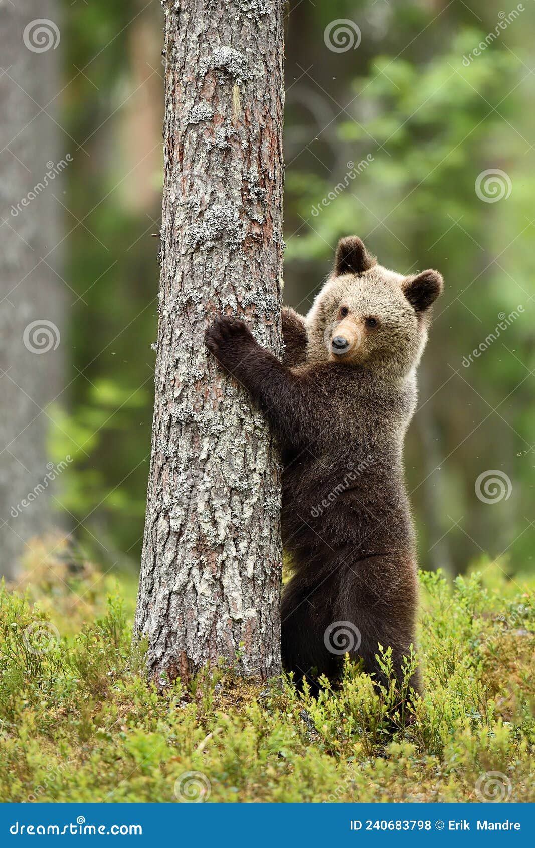 Brown Bear Cub Hugging a Tree at Summer Forest Stock Photo - Image of ...