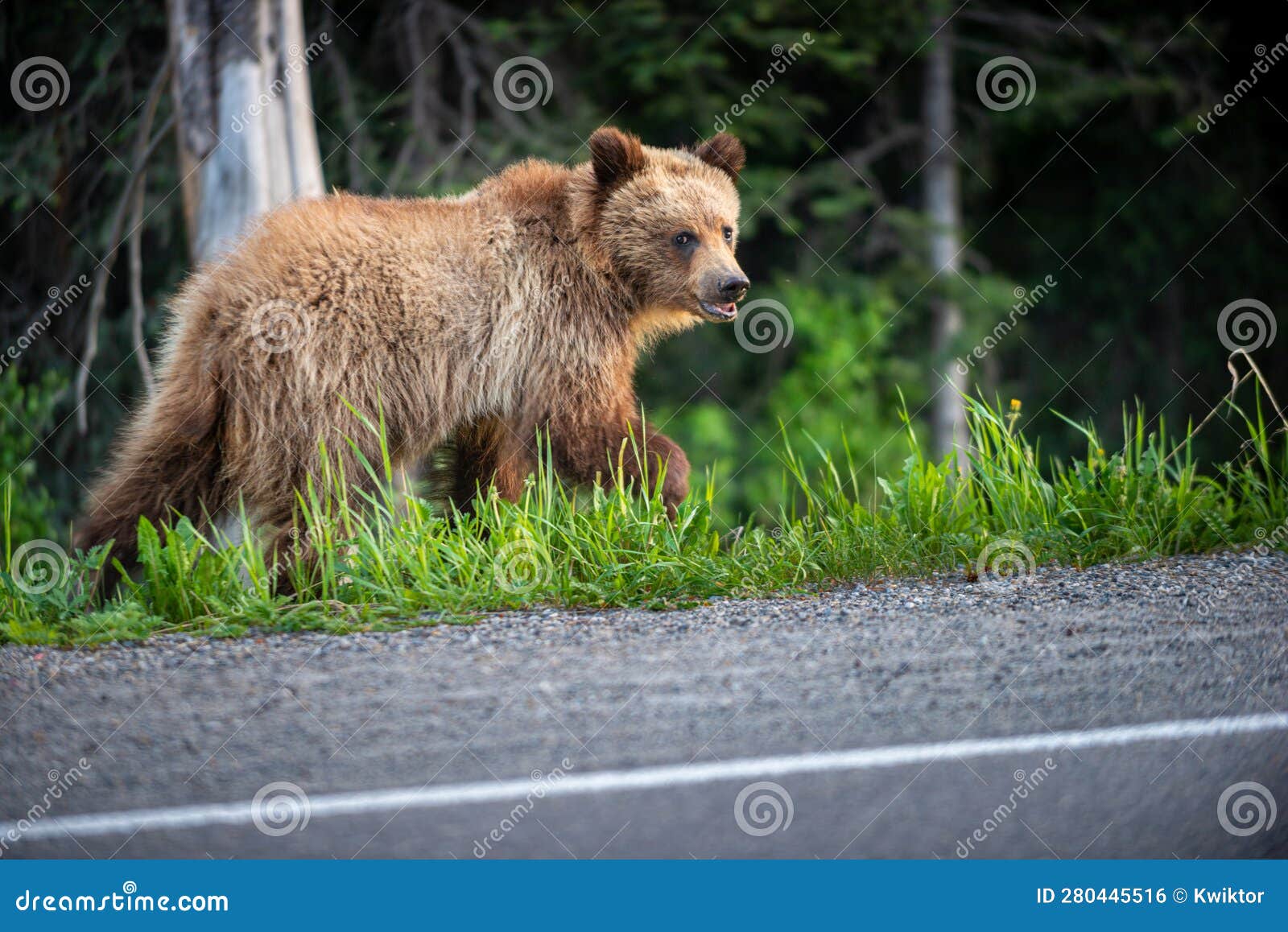 Brown Bear Cub Looking into the Camera Stock Photo - Image of bear ...