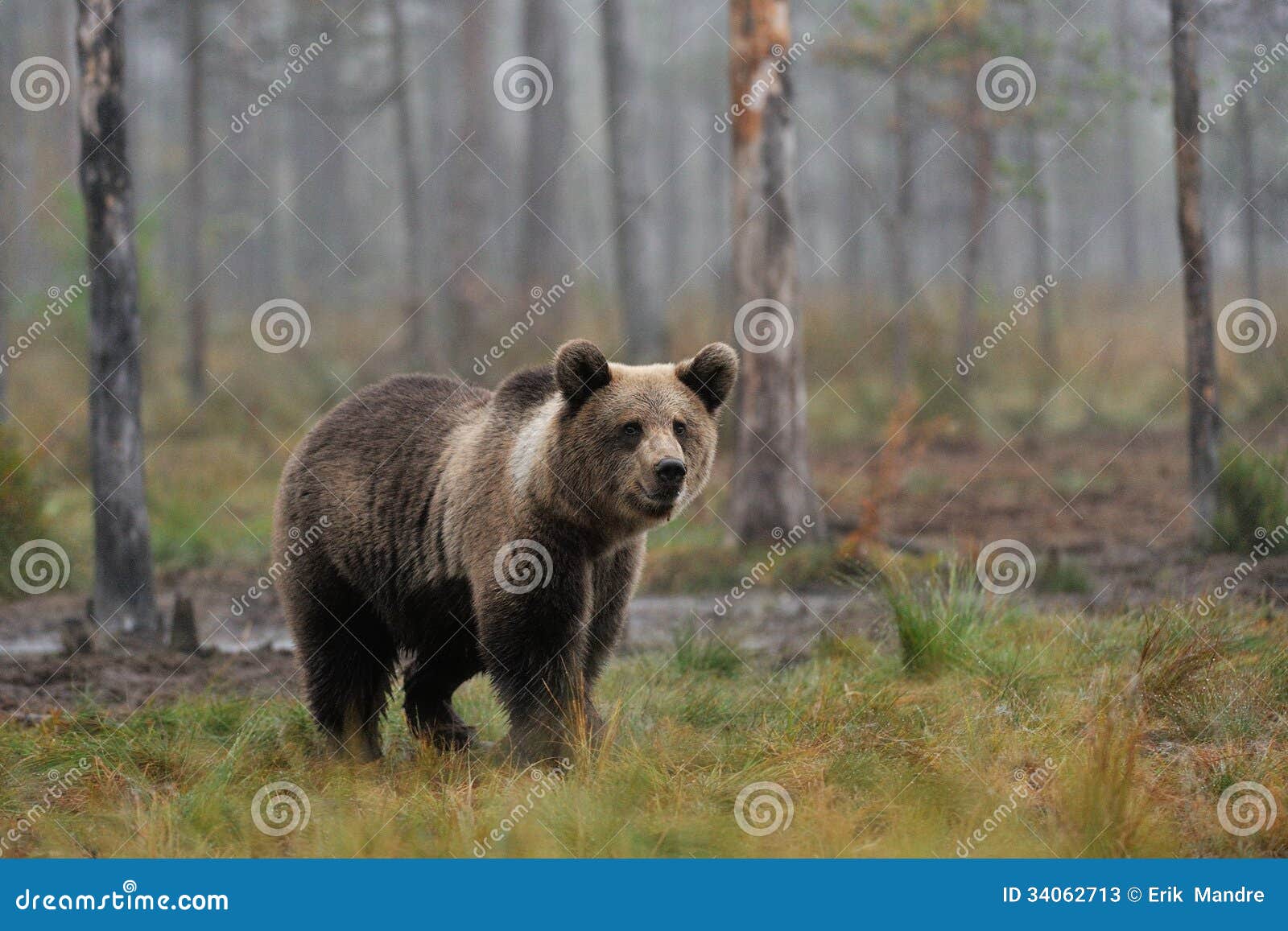 Brown bear cub in the mist stock image. Image of trees - 34062713