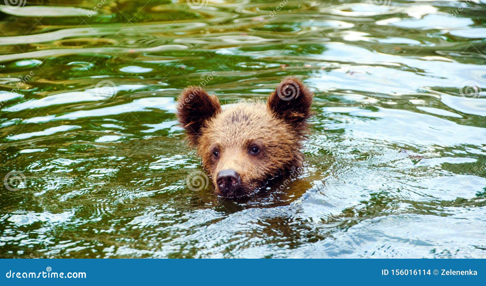 Brown Bear Cub Playing and Rolling in the Water Stock Photo - Image of ...