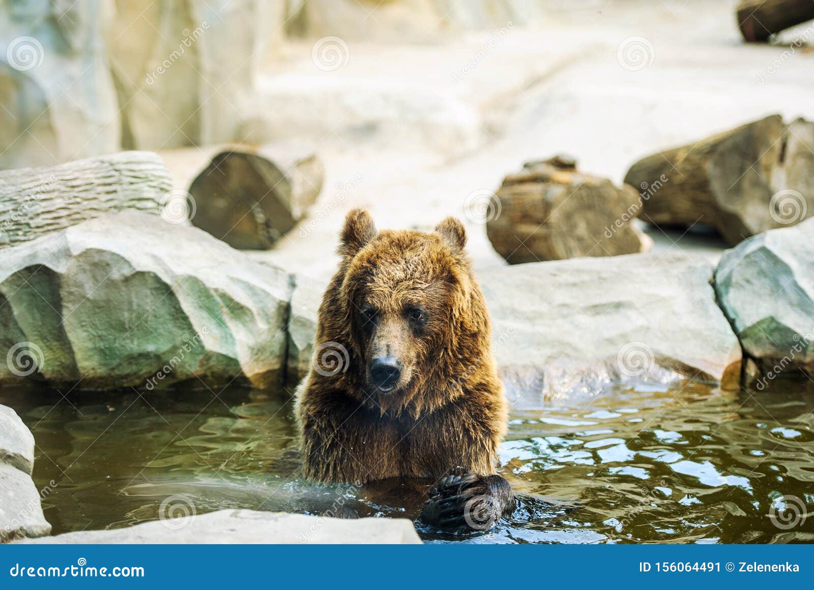 Brown Bear Cub Playing and Rolling in the Water Stock Image - Image of ...