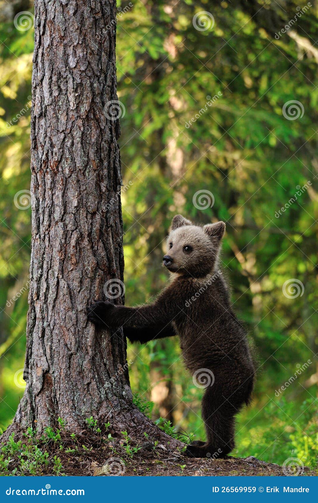 Brown Bear Cub standing stock image. Image of ursus, animal - 26569959