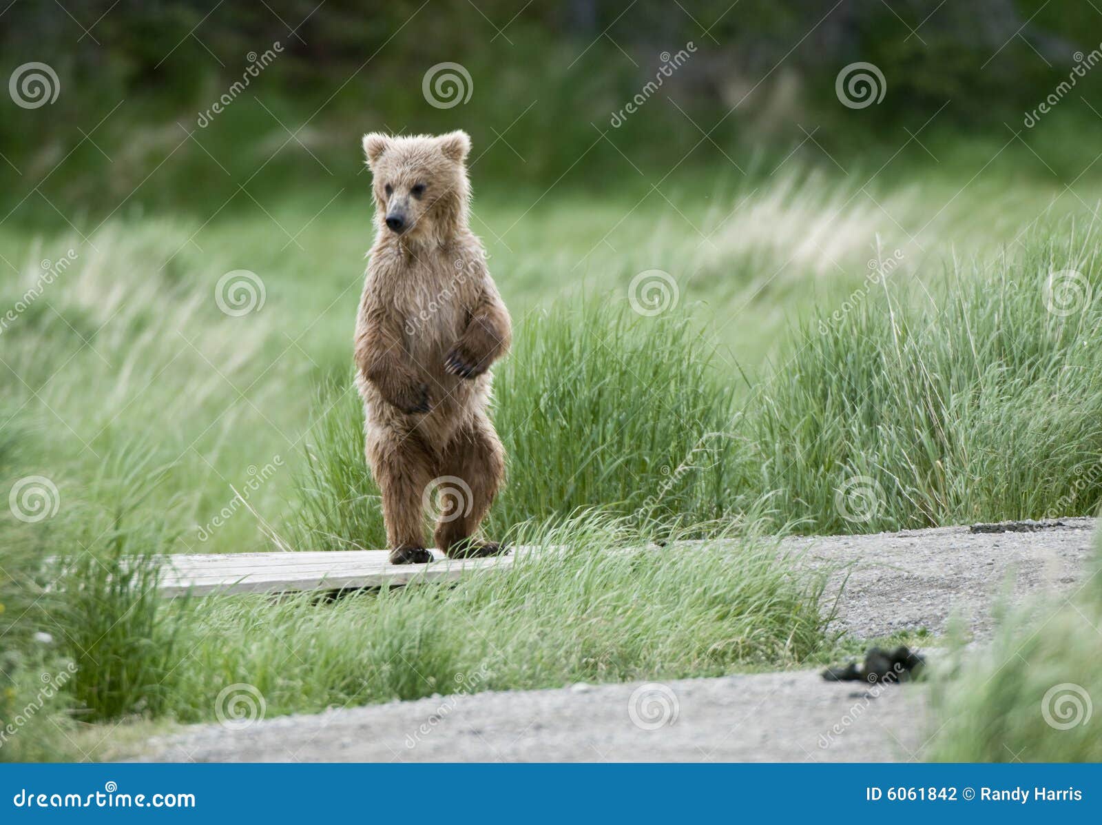 Brown bear cub standing stock photo. Image of brown, power - 6061842