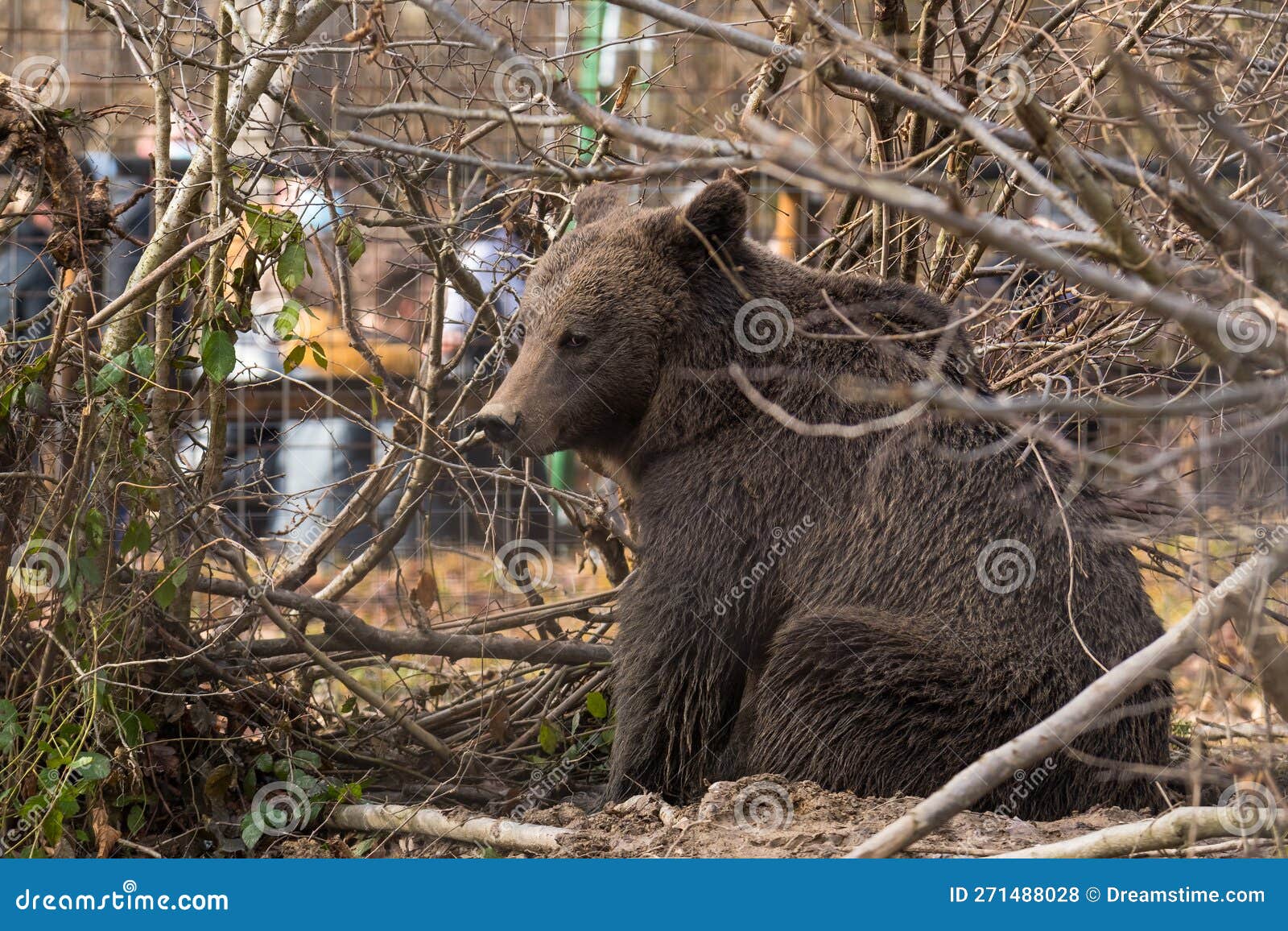Brown Bear Hiding Behind Trees in a Sanctuary Stock Photo - Image of ...