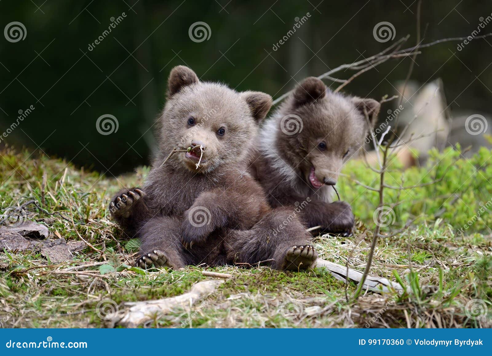 Brown bear cub stock photo. Image of adorable, summertime - 99170360