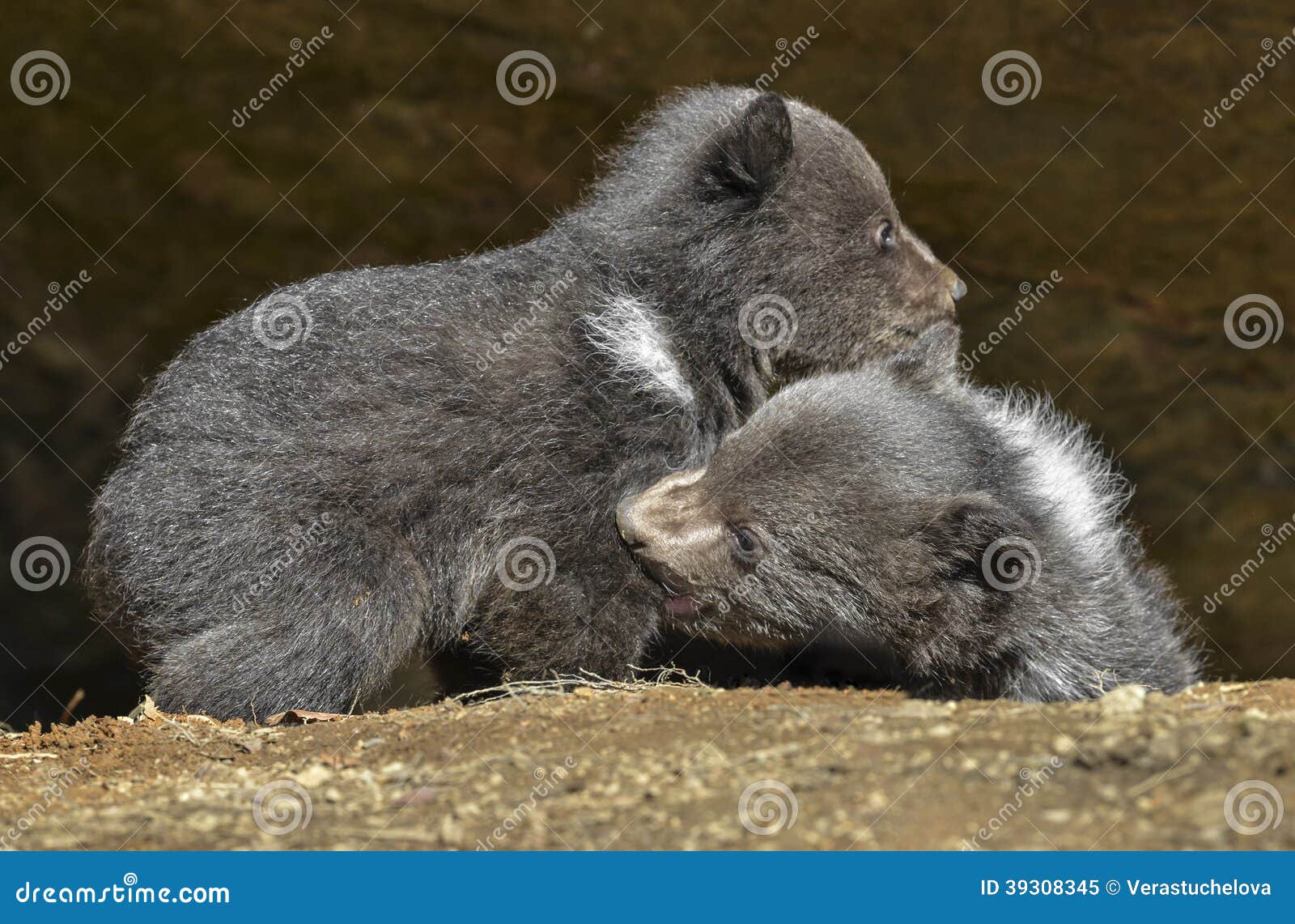 Brown bear - cubs stock image. Image of wildlife, bear - 39308345