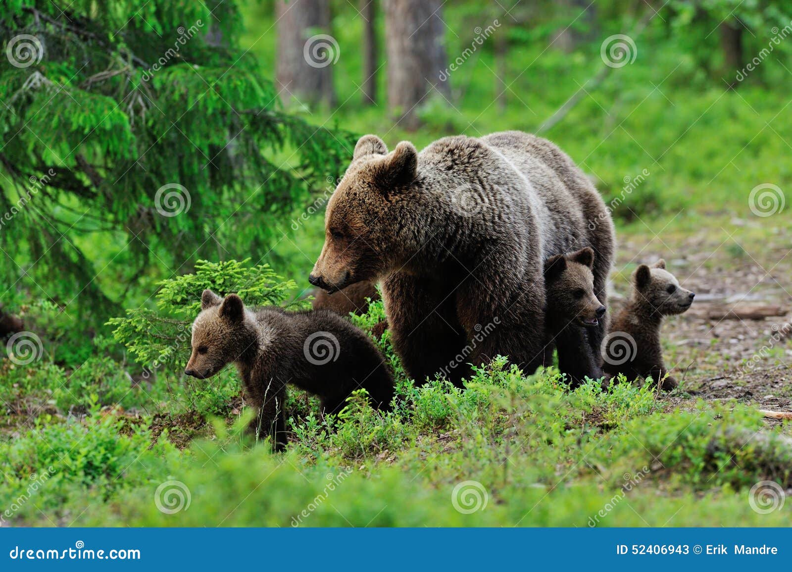 Brown bear with cubs stock image. Image of family, summer - 52406943