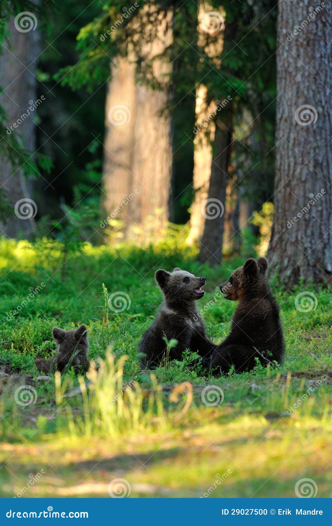 Brown bear cubs playing stock photo. Image of cute, primeval - 29027500