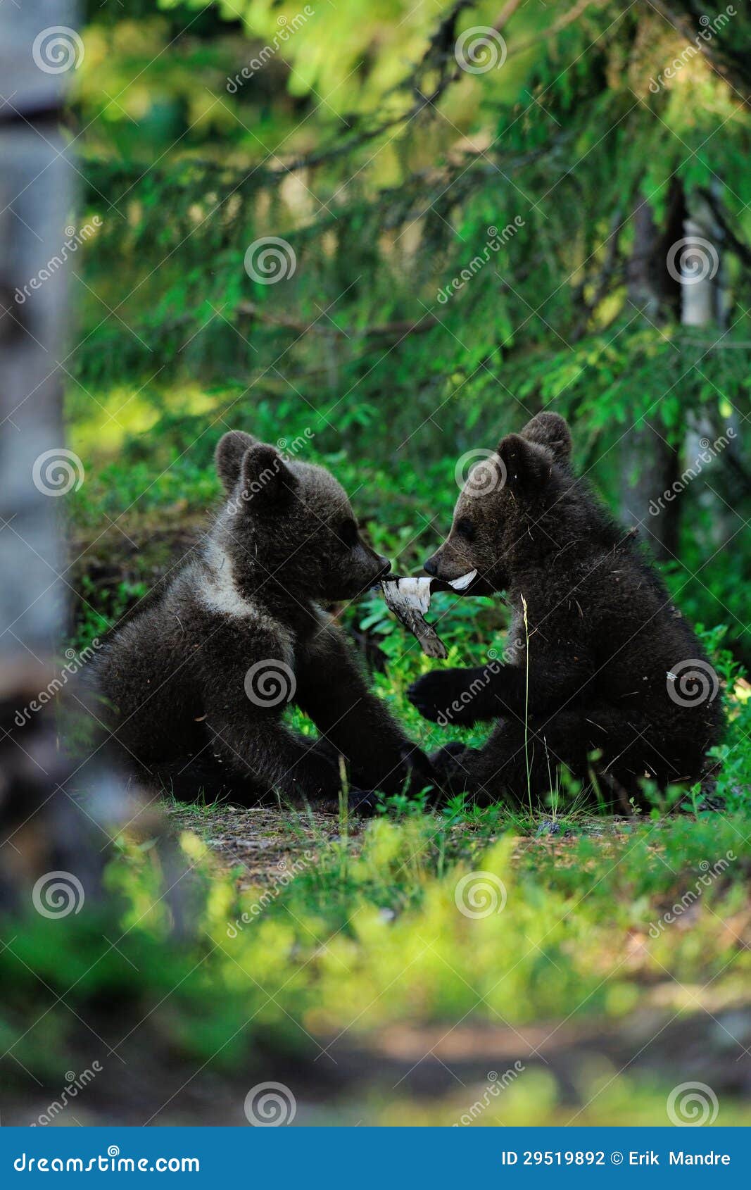 Brown bear cubs playing stock photo. Image of family - 29519892