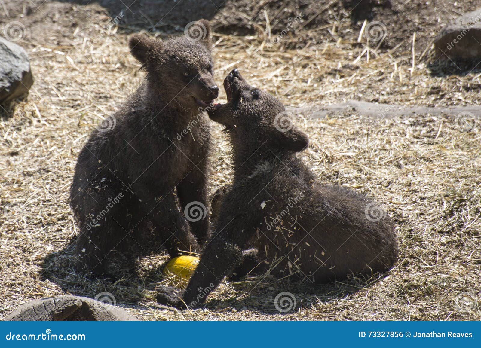 Brown Bear Cubs in Sweden stock photo. Image of bear - 73327856