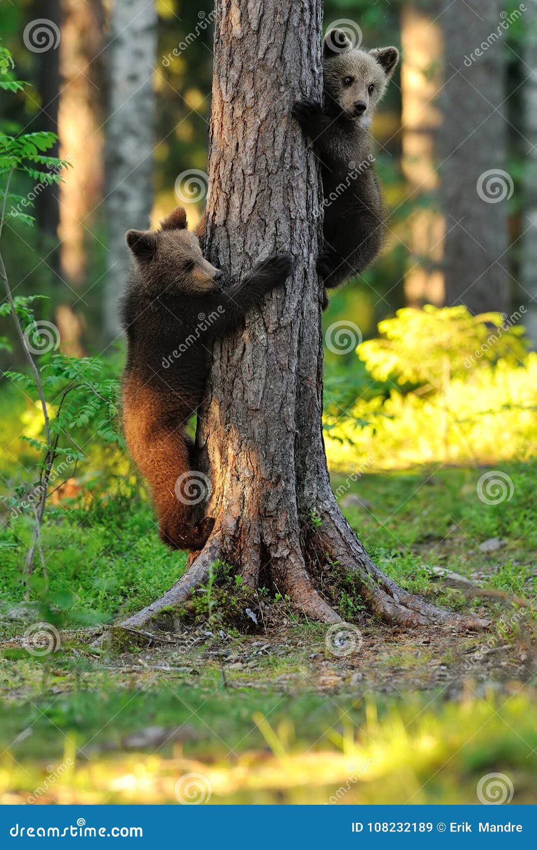 Brown Bear Cubs on a Tree at Summer Stock Image - Image of protection ...
